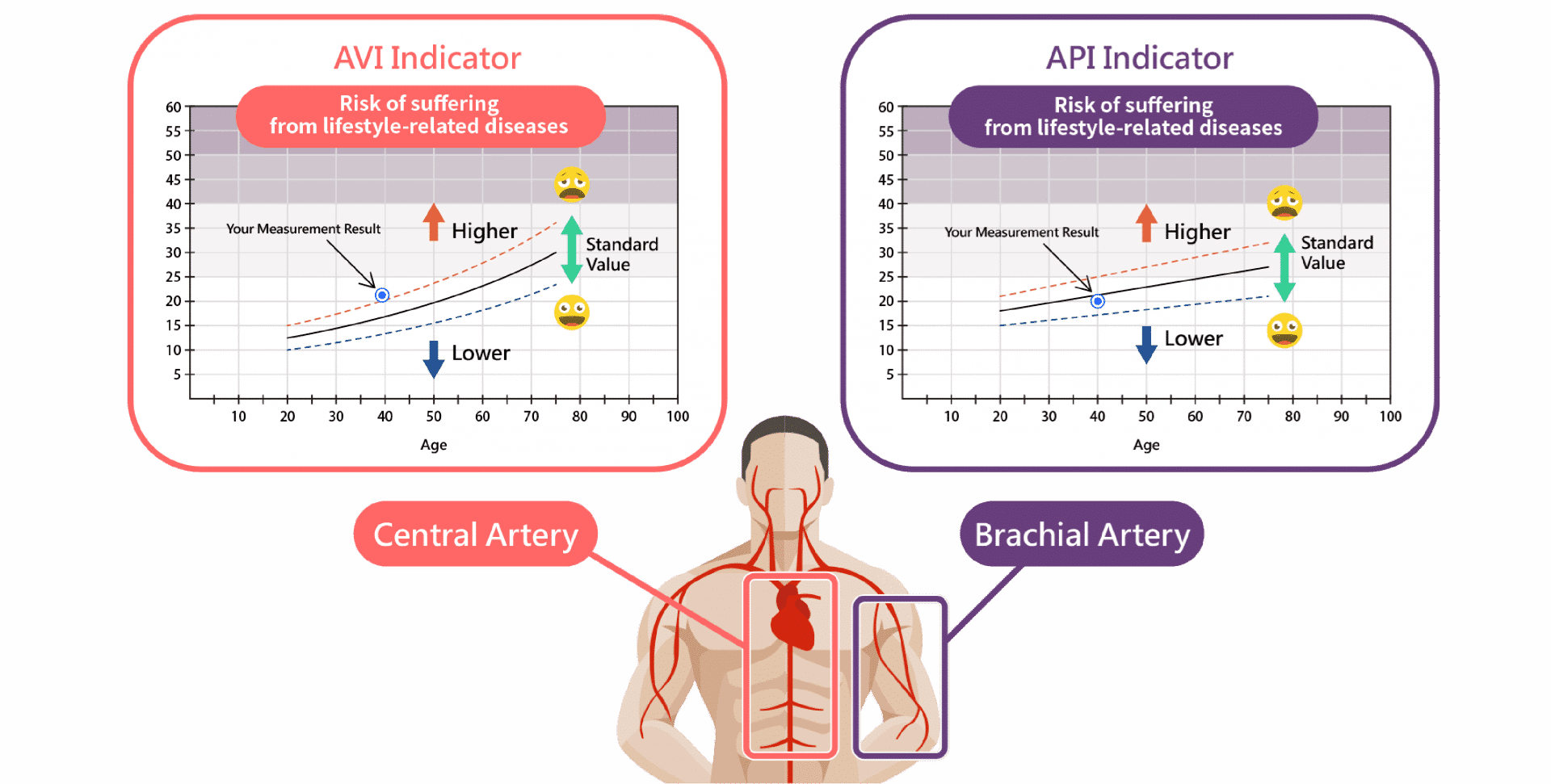 Arterial Pulse Screening (AVI & API) (service) - cardiovascular screening to help ensure your ...